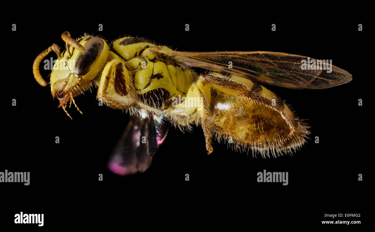 Australian native trees bee hi-res stock photography and images - Alamy