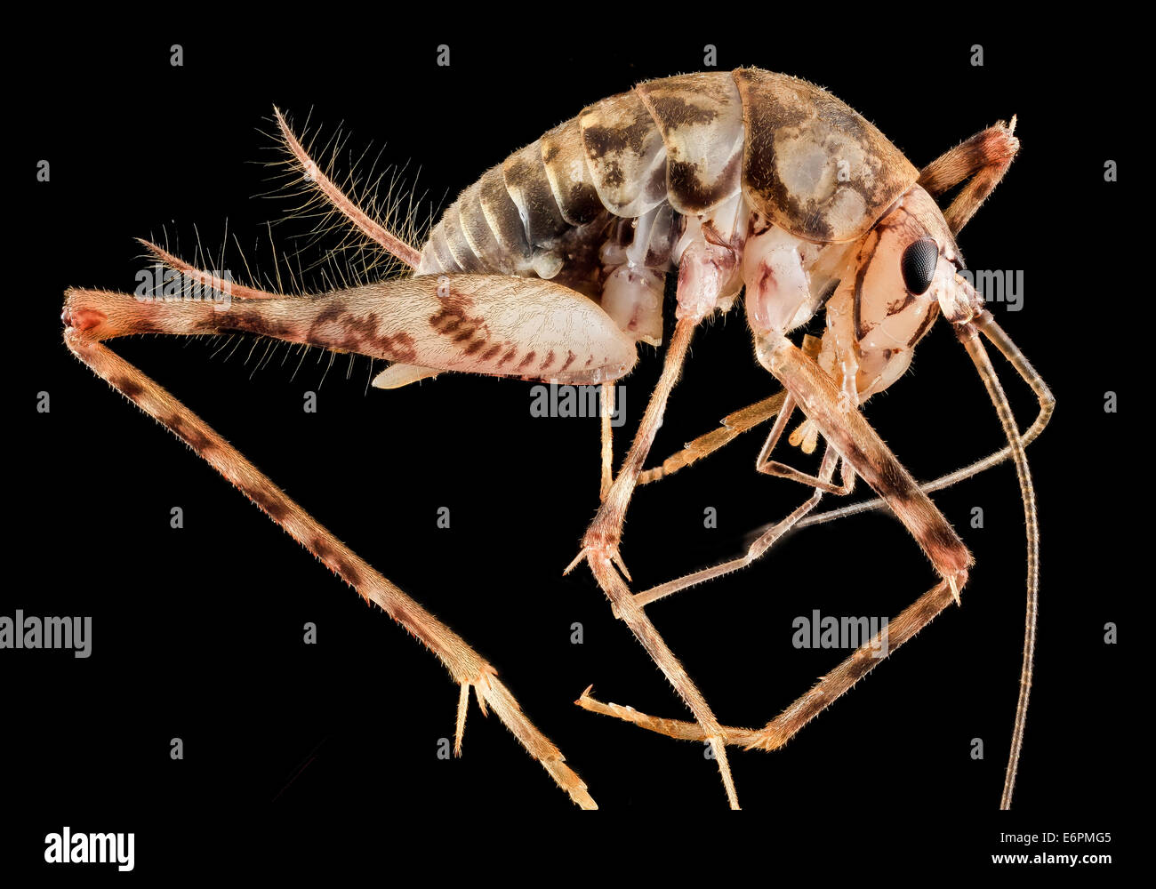 Camel cricket hi-res stock photography and images - Alamy