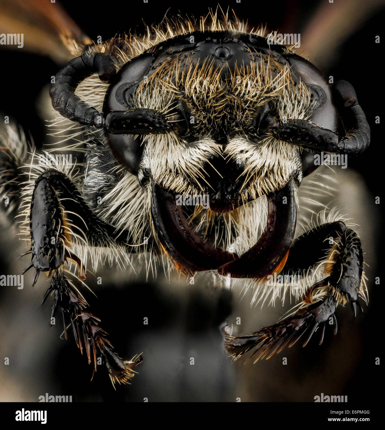 Sensory organs hi-res stock photography and images - Alamy