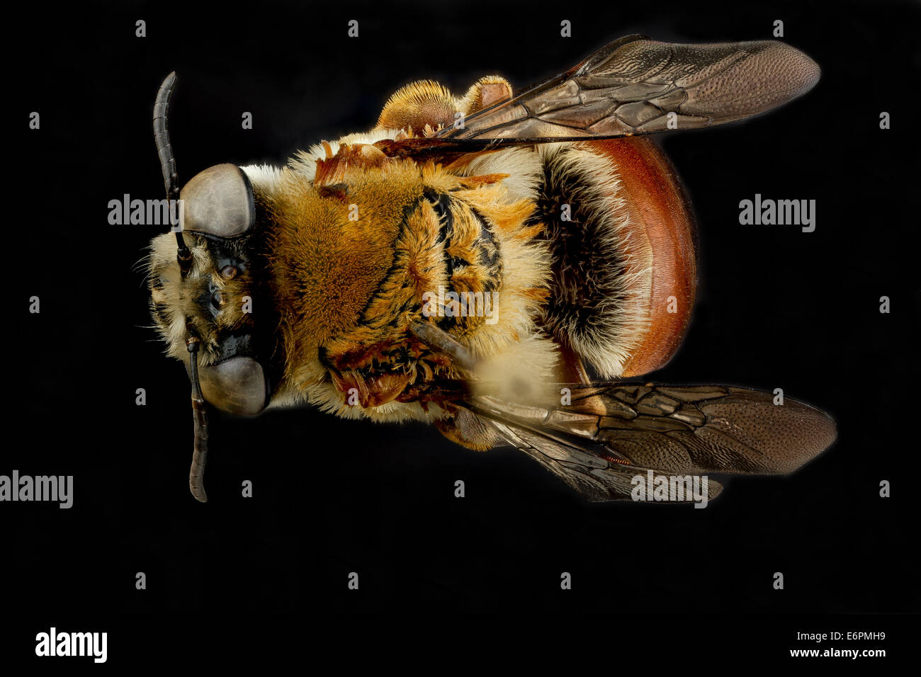 A female Centris errans bee photographed on San Salvador Island ...