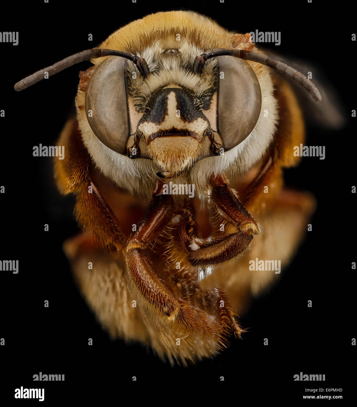 Honey bee face close up hi-res stock photography and images - Alamy