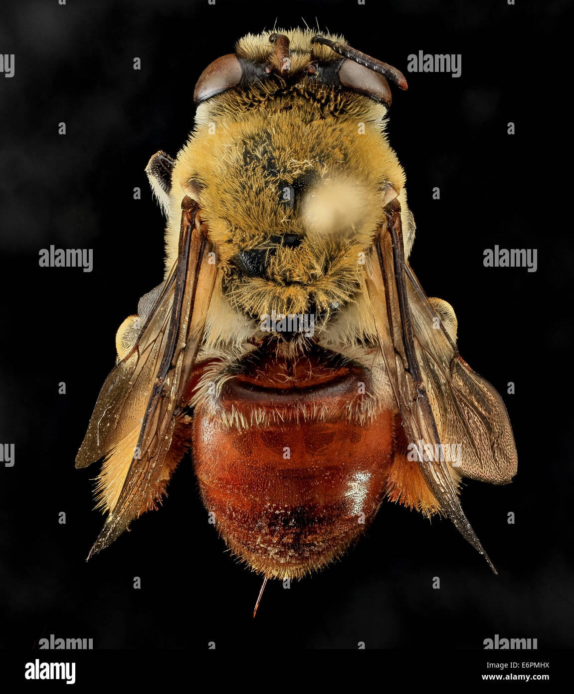 This image features the female Centris lanipes bee from Puerto Rico ...