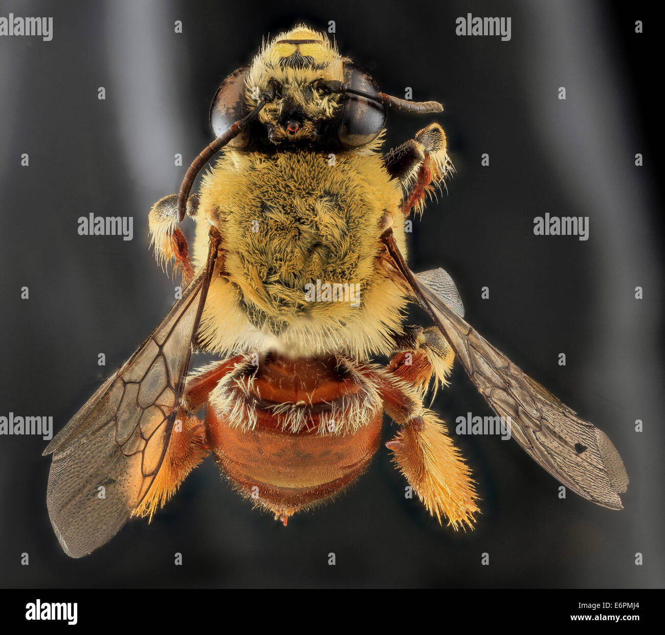 Centris lanipes, a small species of bee photographed in Puerto Rico ...