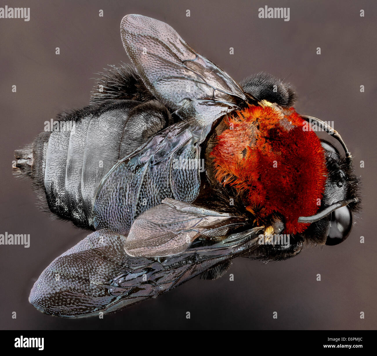 Bee with orange and black abdomen hi-res stock photography and images ...