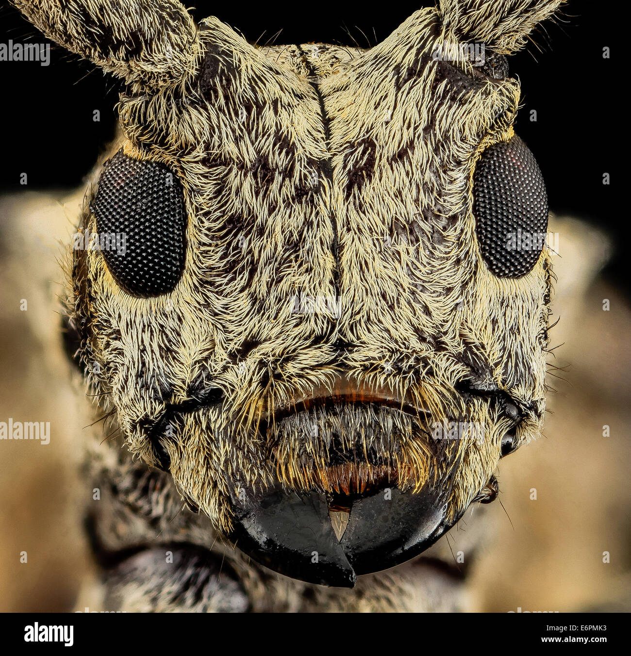 The White Oak Borer, Goes tigrinus, a cerambycid beetle, was observed ...