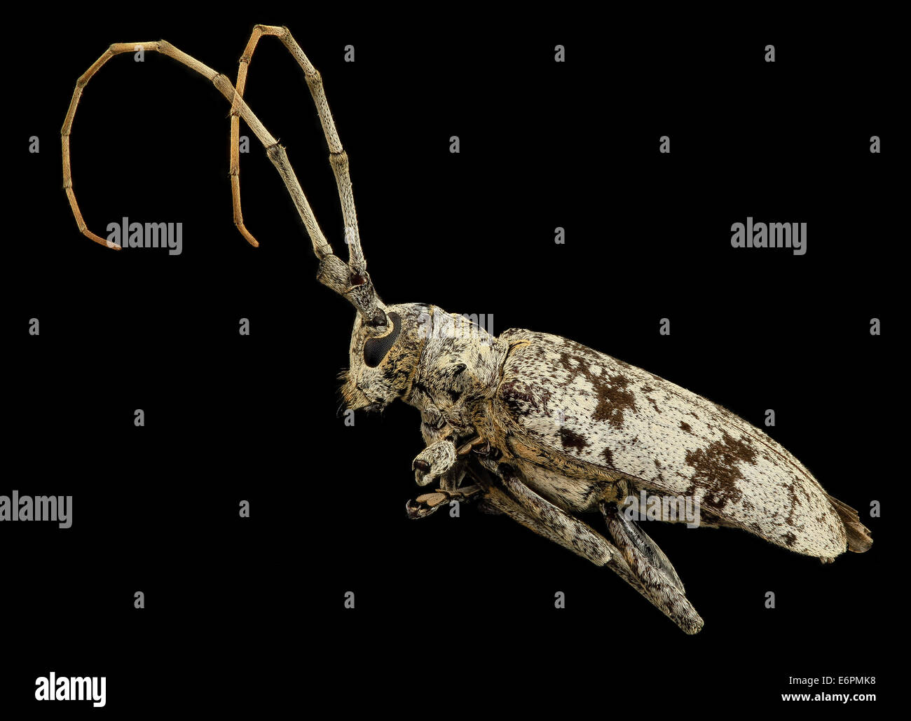 The White Oak Borer (Goes tigrinus) larvae, found in the wood of white ...