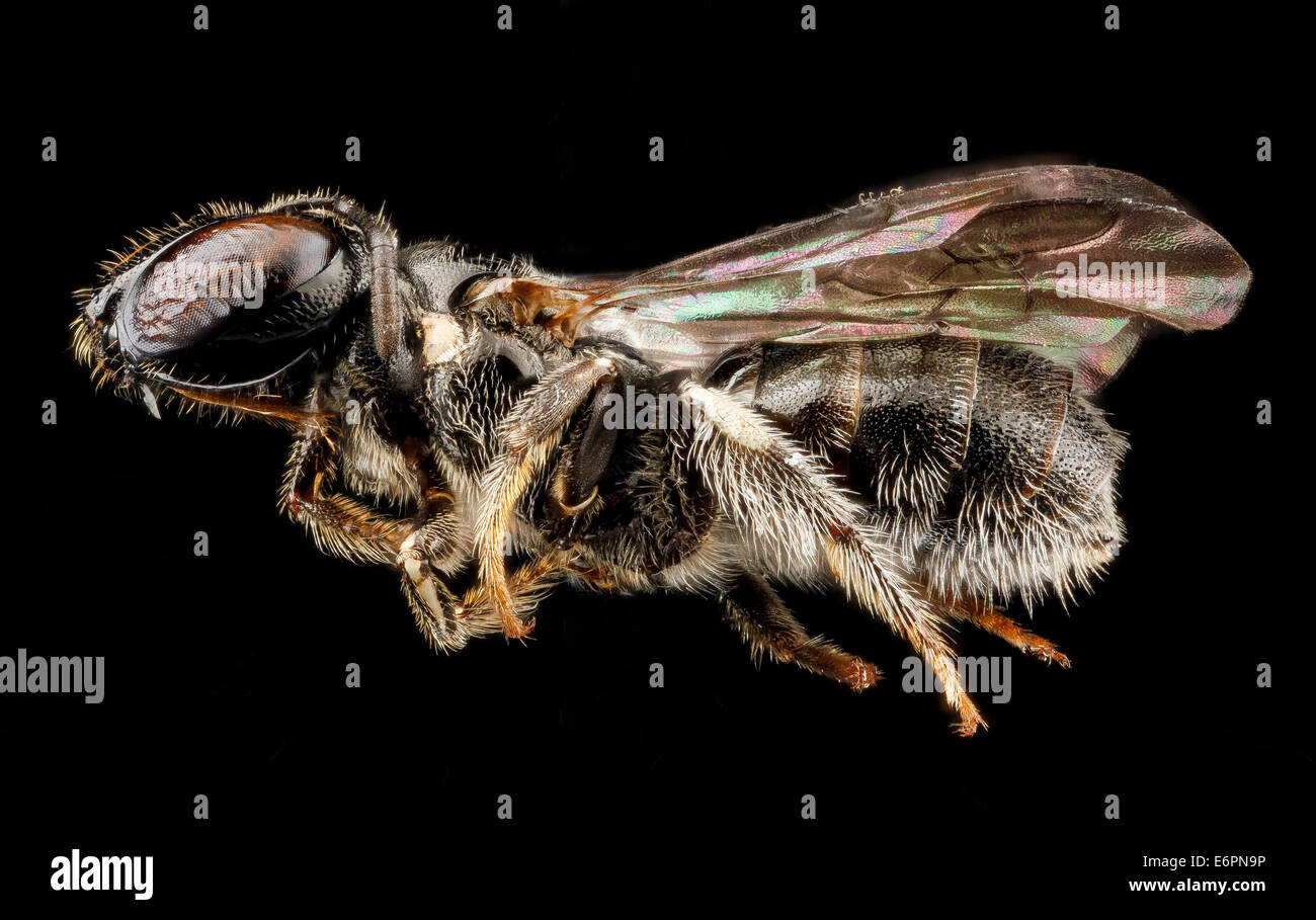 Ceratina guarnacciana hi-res stock photography and images - Alamy