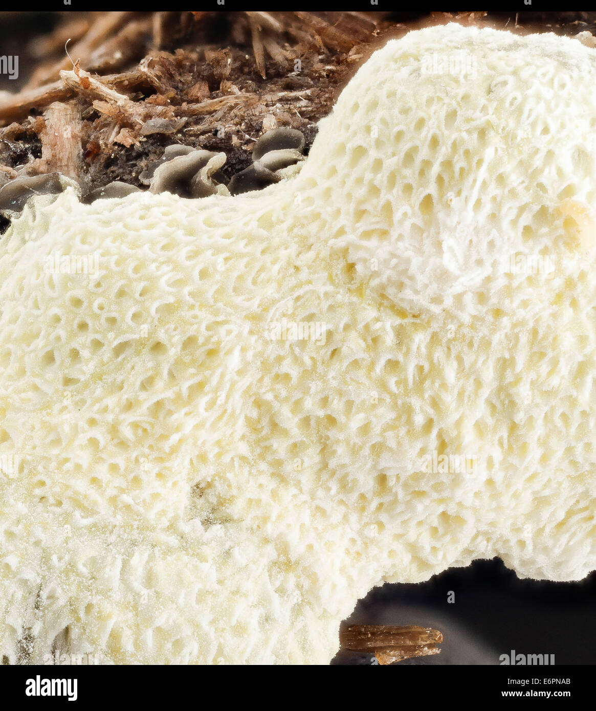 Slime mold structure hi-res stock photography and images - Alamy