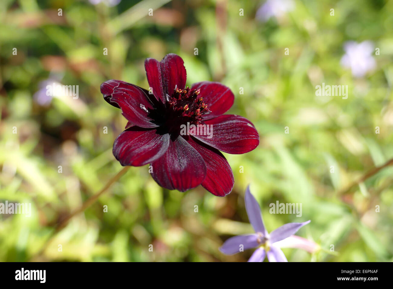 Chocolate cosmos hi-res stock photography and images - Alamy