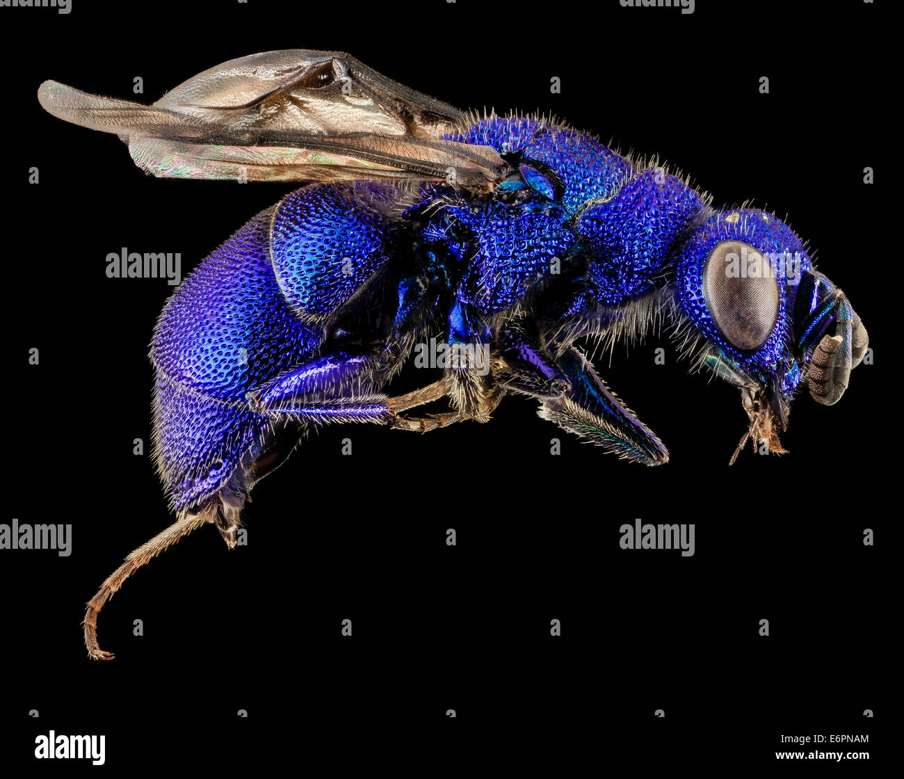 Image shows detailed study hi-res stock photography and images - Alamy