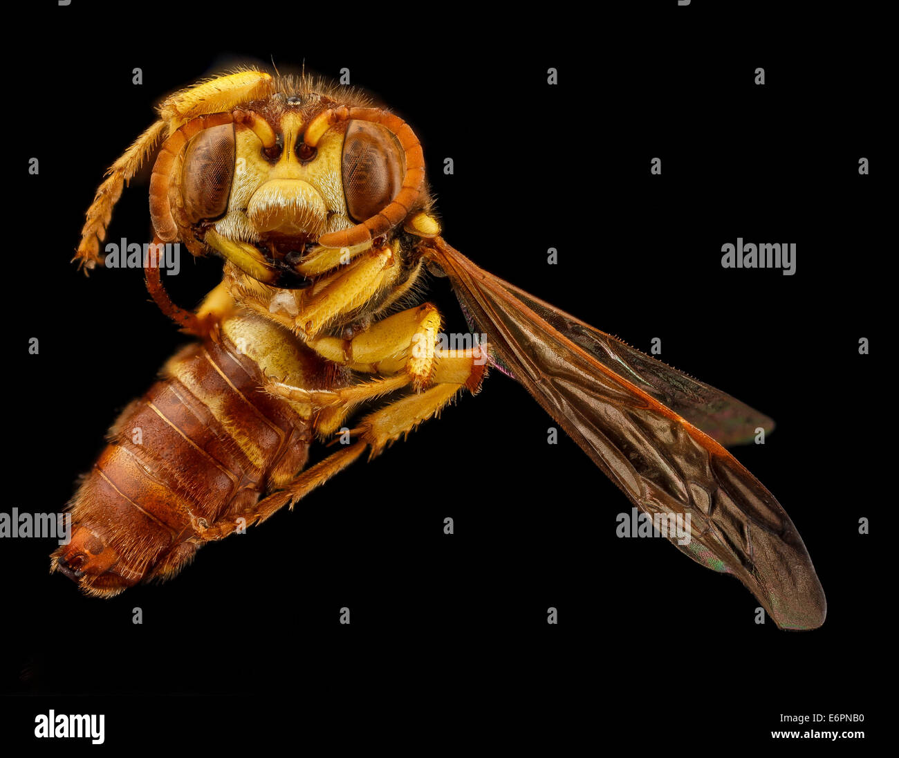 Labrum insect hi-res stock photography and images - Alamy
