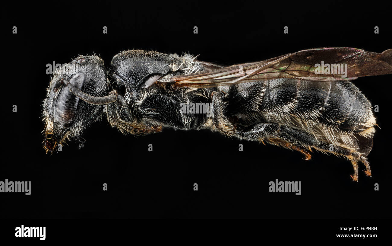 Chelostoma philadelphi, a species of solitary bee, was photographed in ...