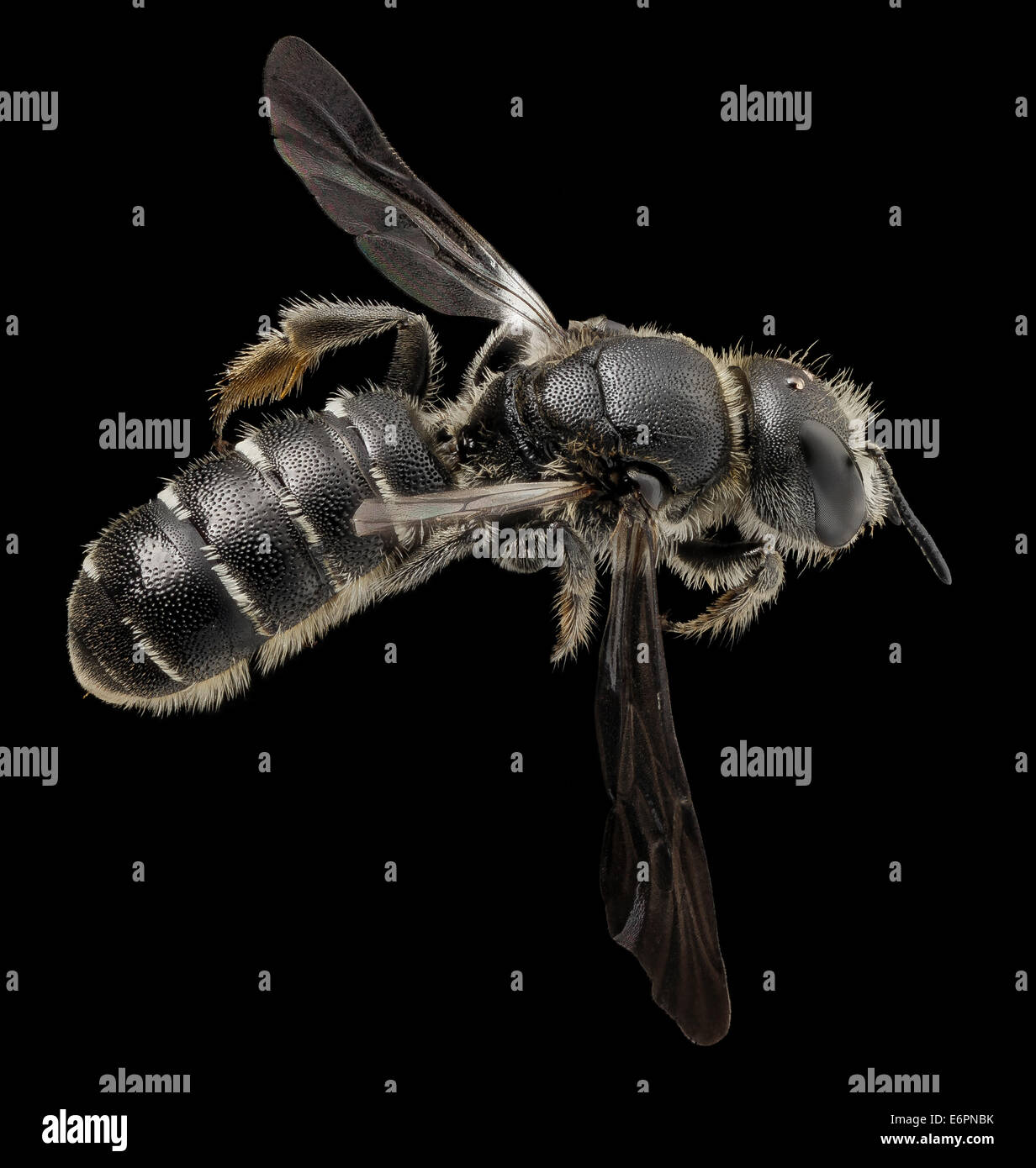 A series of close-up images of male and female Chelostoma rapunculi, a ...