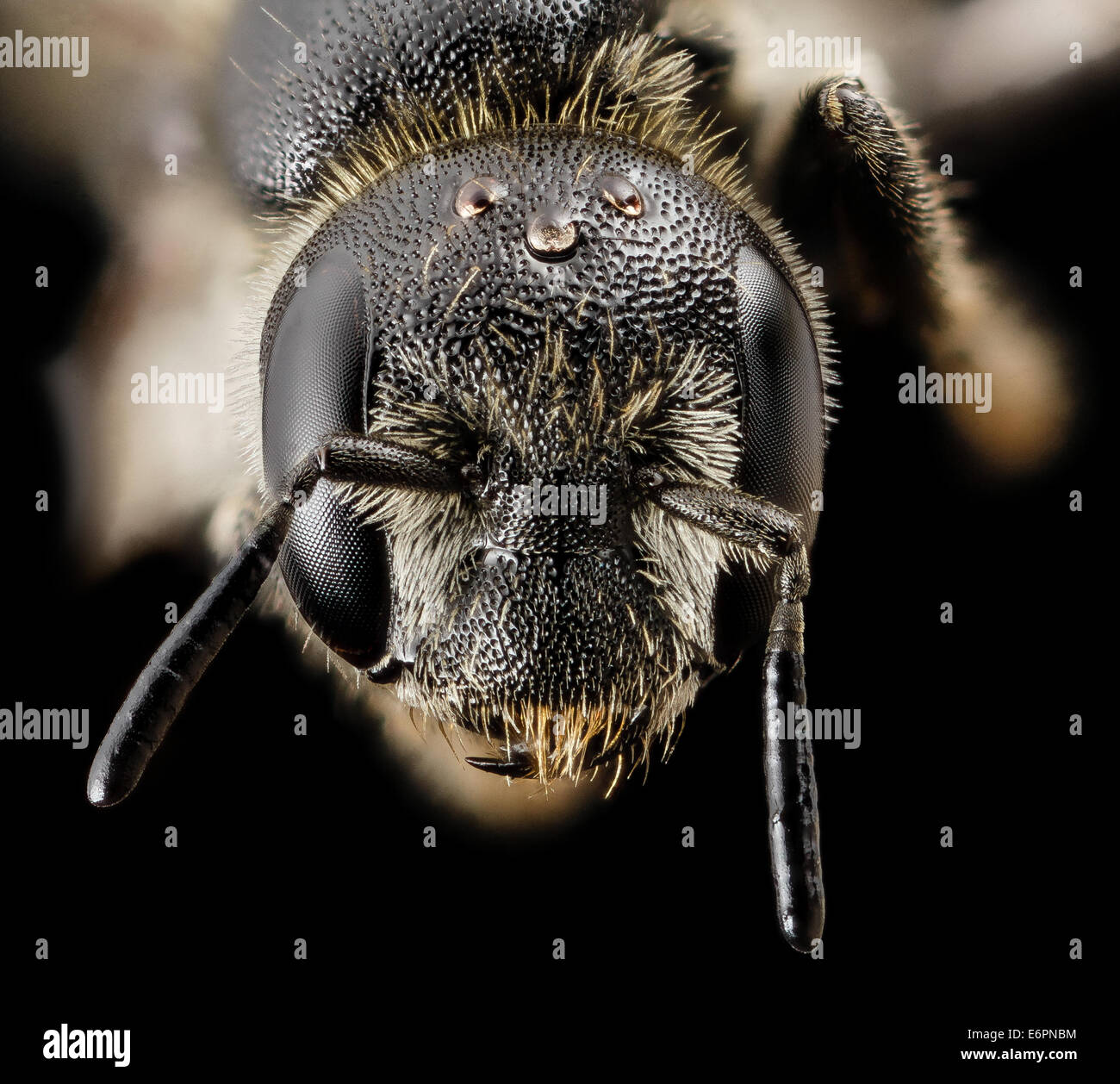 This image captures a close-up of the Chelostoma rapunculi, a bee ...