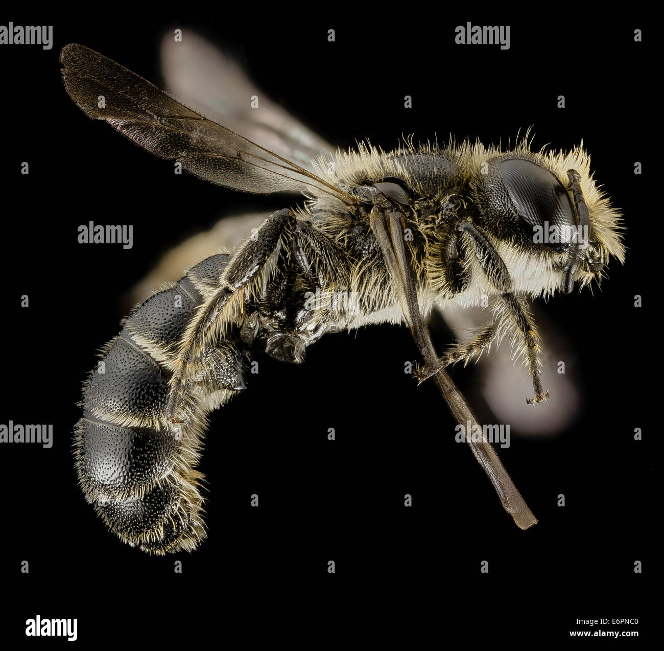 This photograph shows a male Chelostoma rapunculi bee from Warren ...