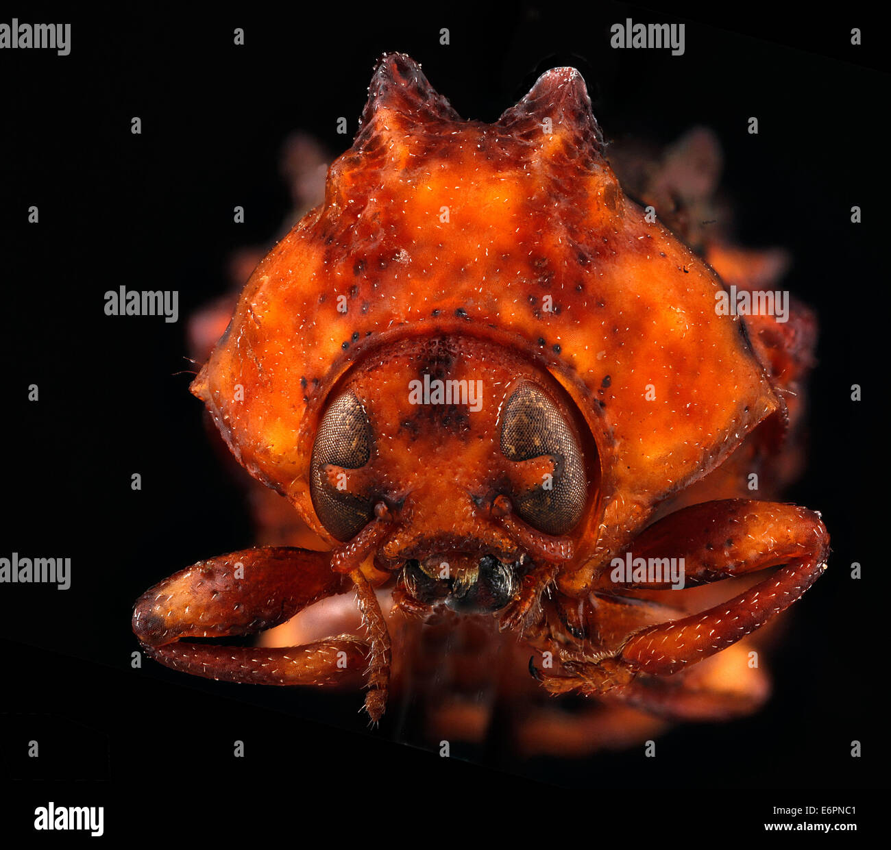 Chlamisus hi-res stock photography and images - Alamy