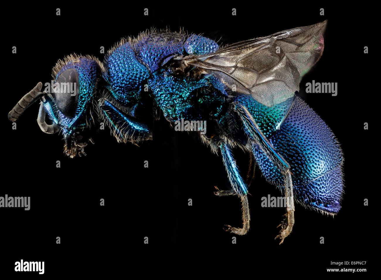 A side view of a Chrysidid Wasp, known for its metallic coloration ...