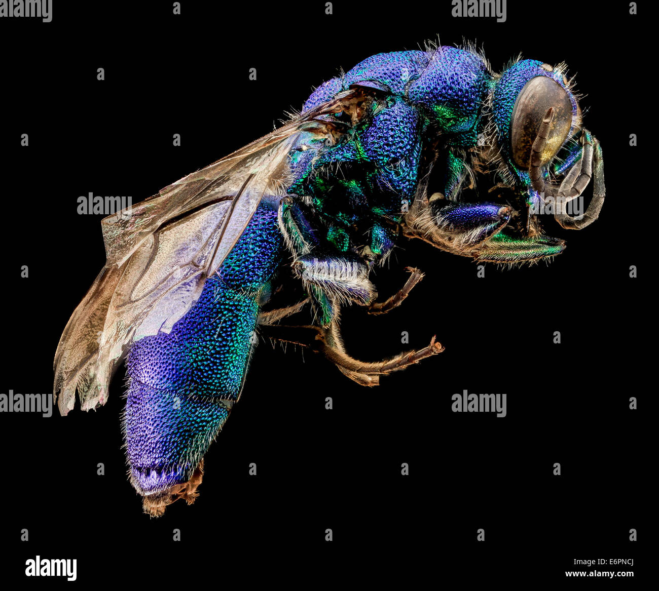 The Chrysidid wasp, captured at Timpanogos Cave National Monument in ...