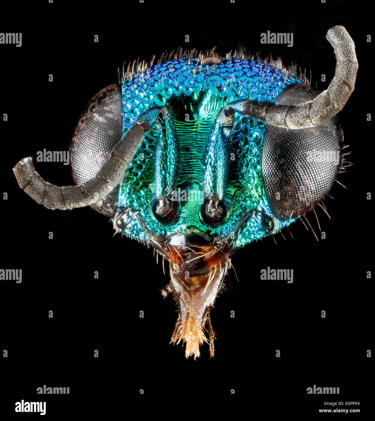 A Chrysidid Wasp, a parasitic wasp species, was photographed in ...