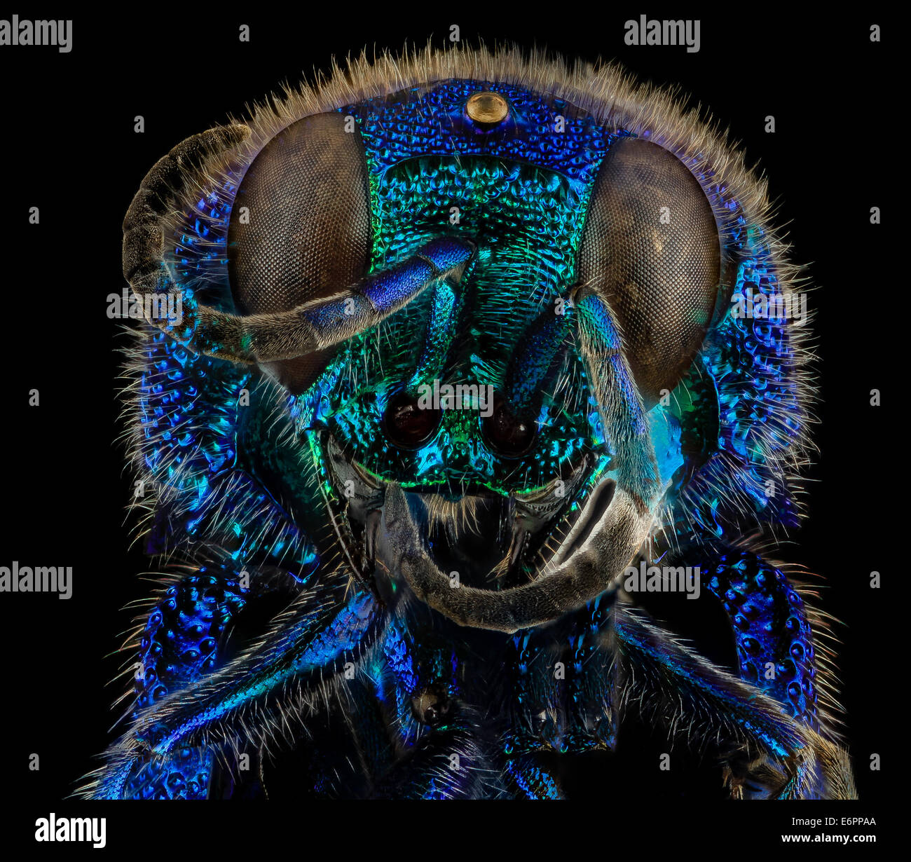 Chrysis conica 13588156193 o Another Chrysidid wasp (cuckoo wasp) from ...