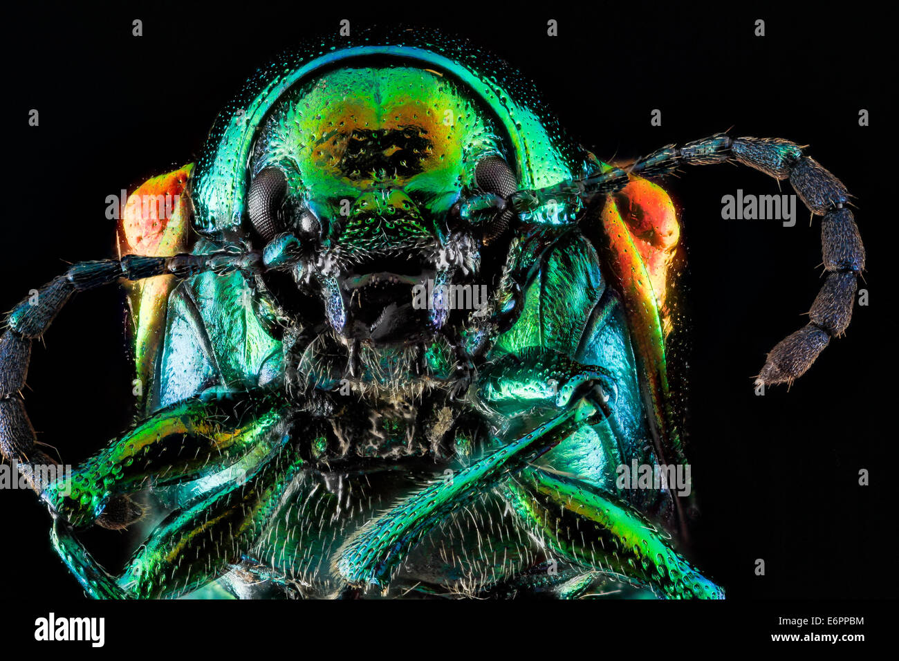 Indian hemp beetle hi-res stock photography and images - Alamy