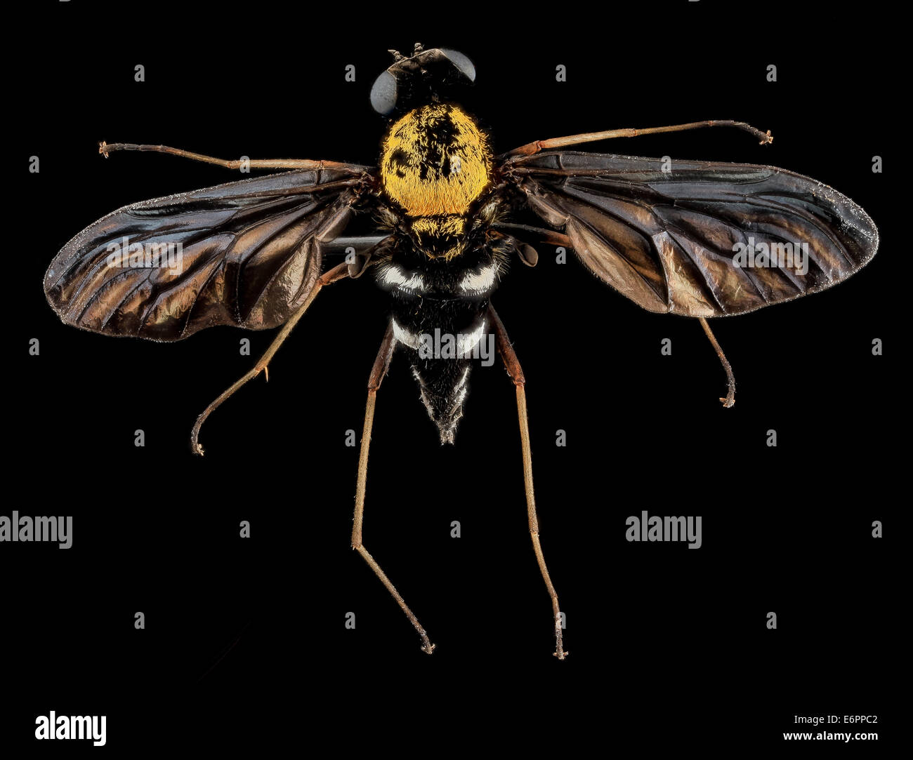 This image features a golden-backed snipe fly, *Chrysopilus thoracicus ...