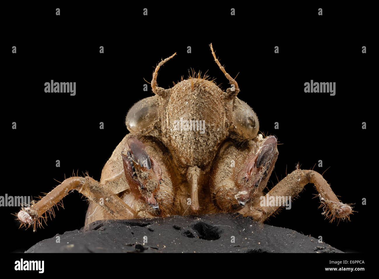 This close-up image captures the exoskeleton of a cicada, found in ...