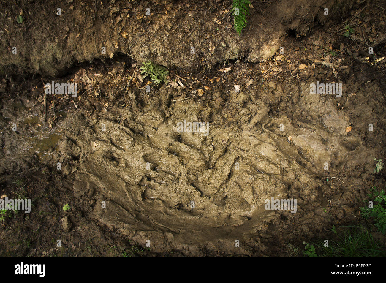 The wallow (a place where wild animal rolls its body in mud) in ...