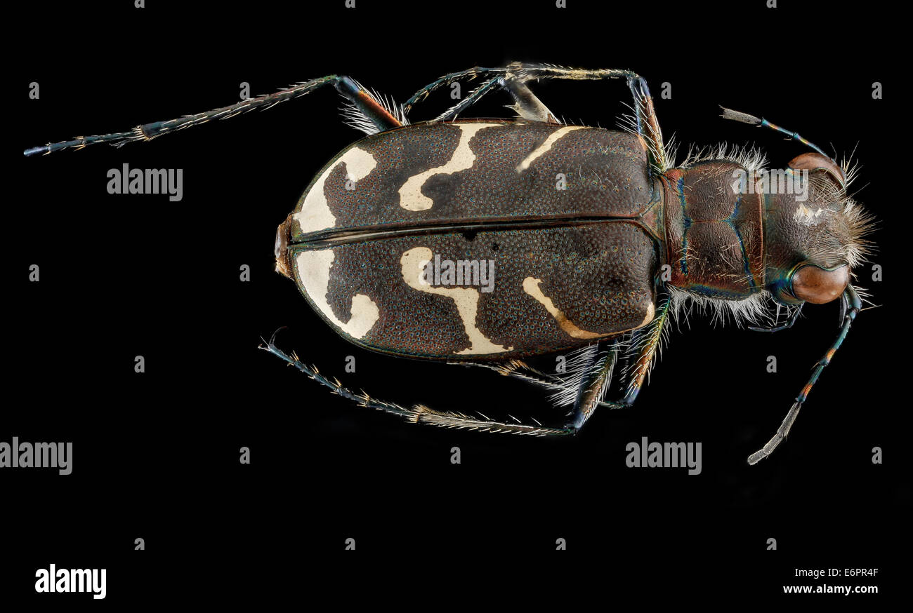 Cicindelidae High Resolution Stock Photography and Images - Alamy