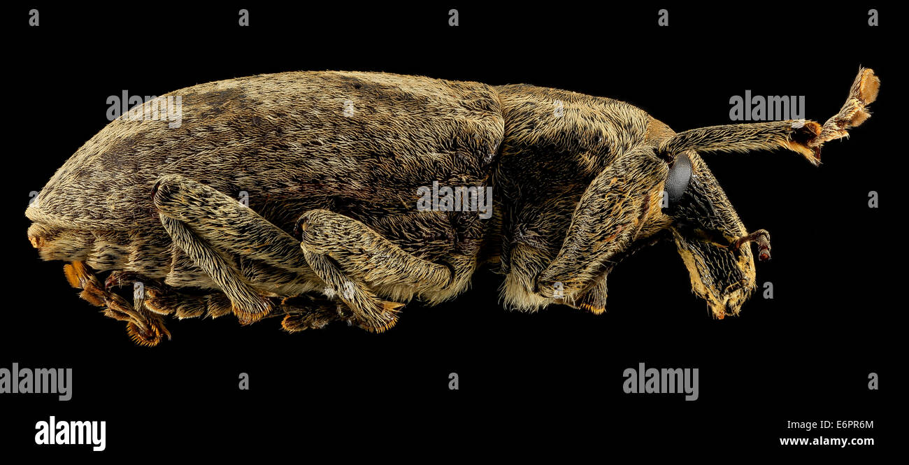 Dune sand beetles hi-res stock photography and images - Alamy