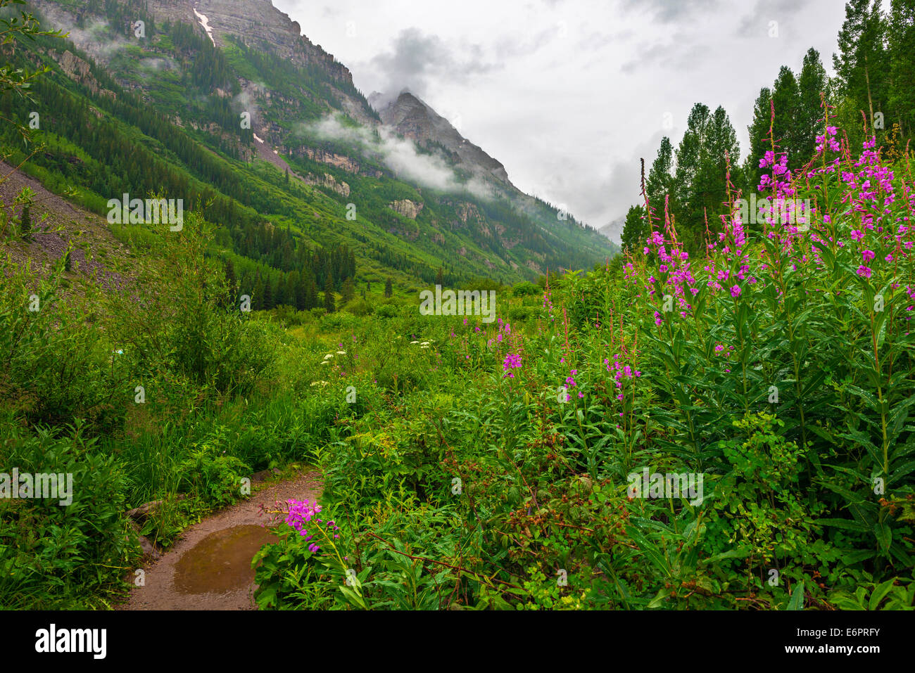 Wildflower trail hi-res stock photography and images - Alamy