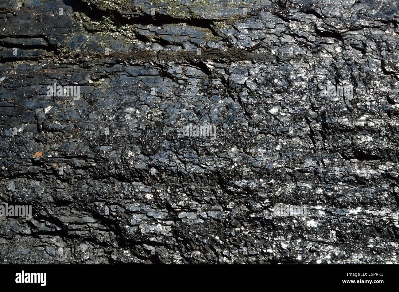 Carbonized fossil hi-res stock photography and images - Alamy