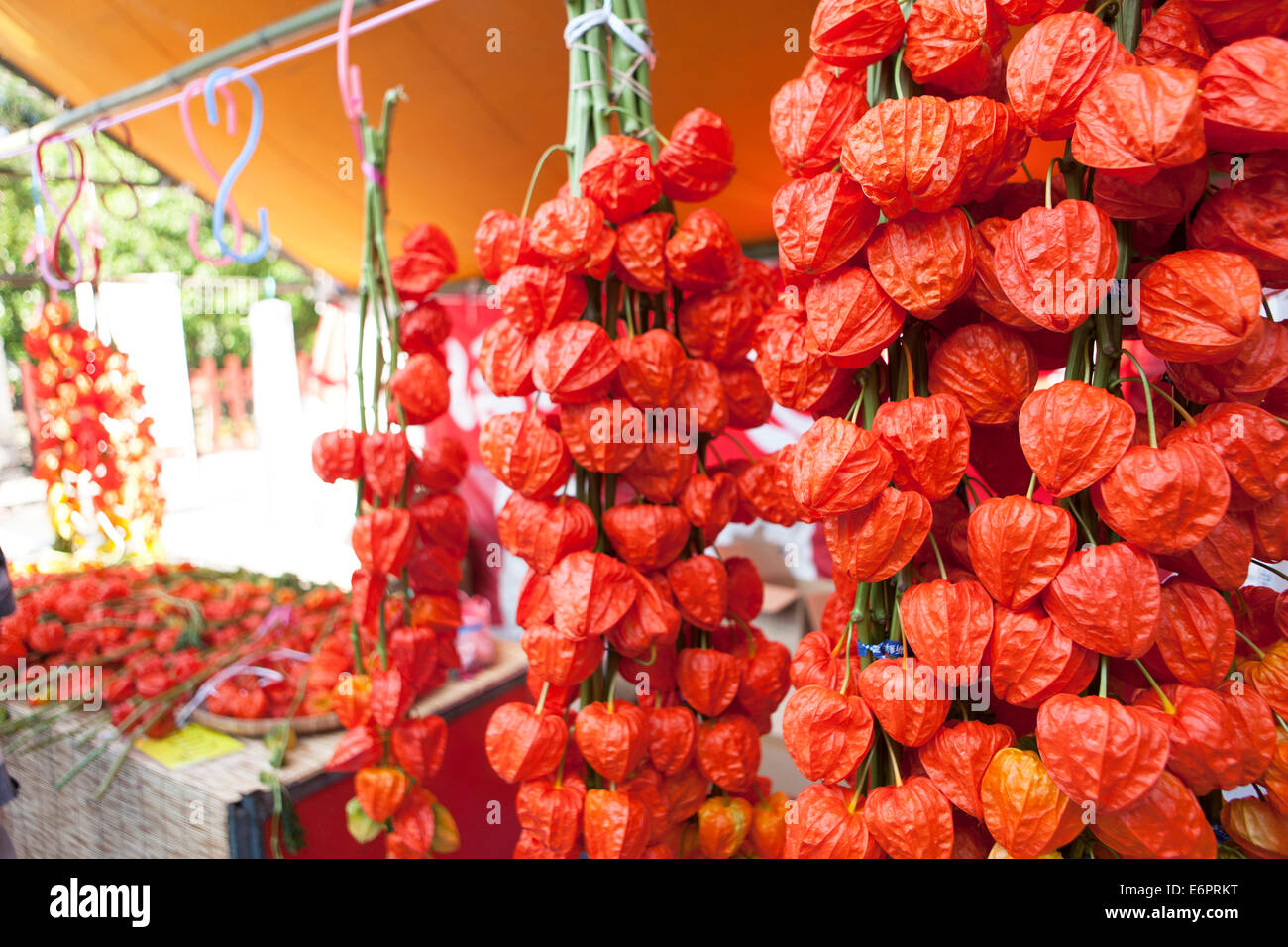 Japan physalis alkekengi hi-res stock photography and images - Alamy