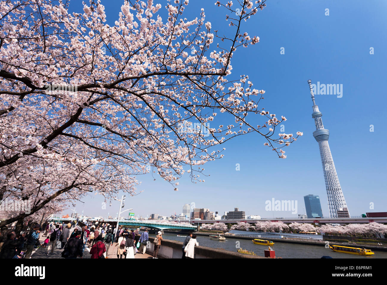 Rise blossoms hi-res stock photography and images - Alamy
