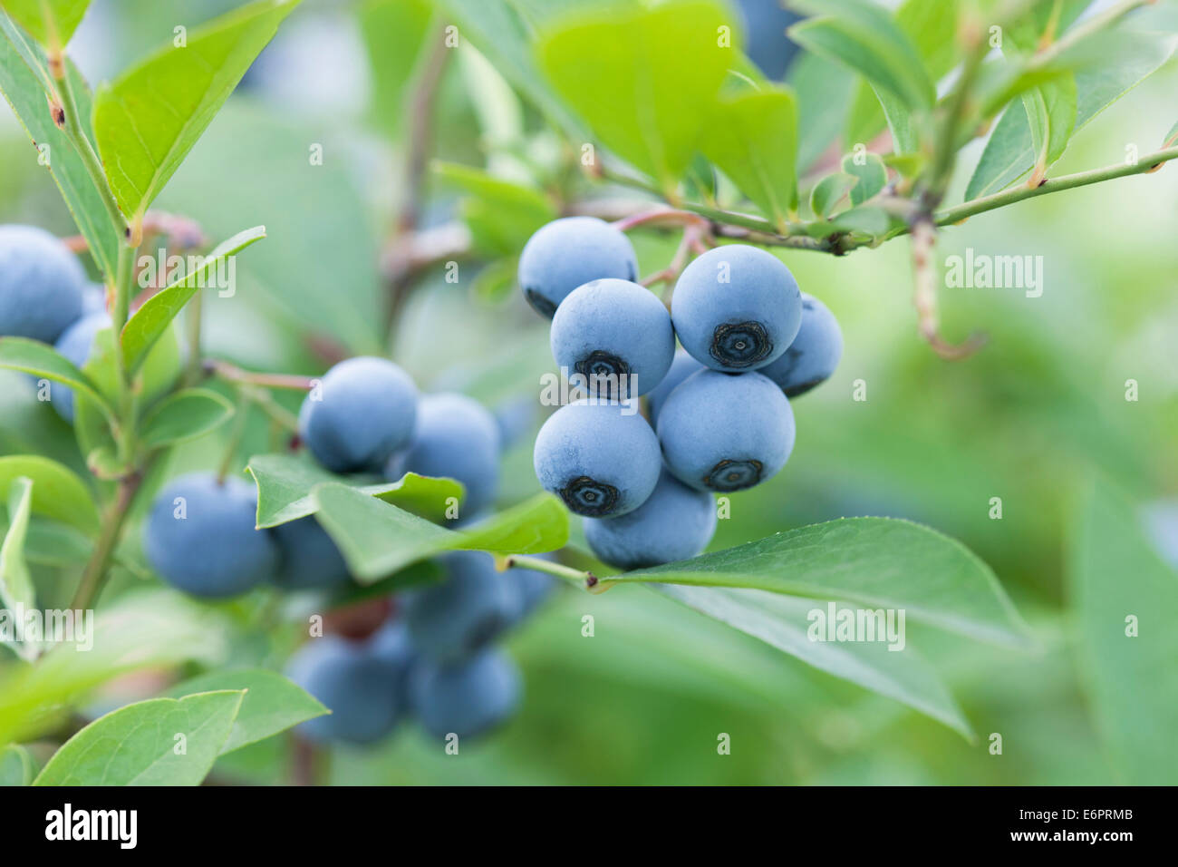 Koshigaya saitama kanto japan hi-res stock photography and images - Alamy