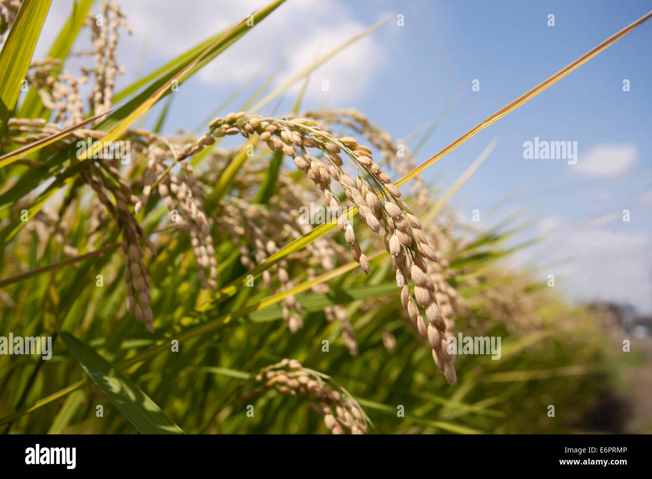 Japan rice industry hi-res stock photography and images - Alamy