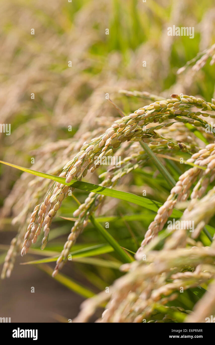 Ears rice paddy cultivation hi-res stock photography and images - Alamy