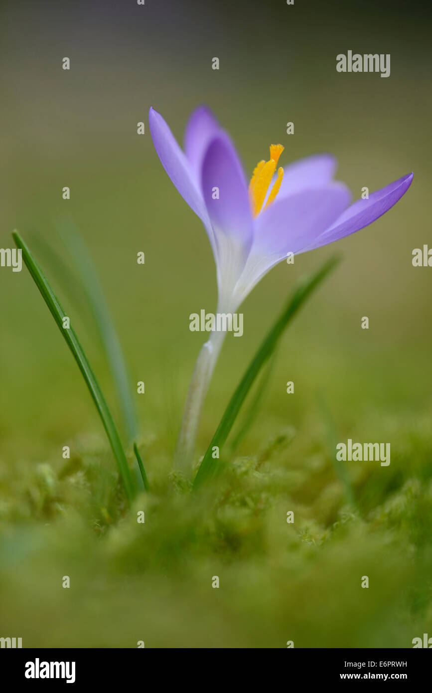 Early Crocus (Crocus tommasinianus), Emsland region, Lower Saxony ...