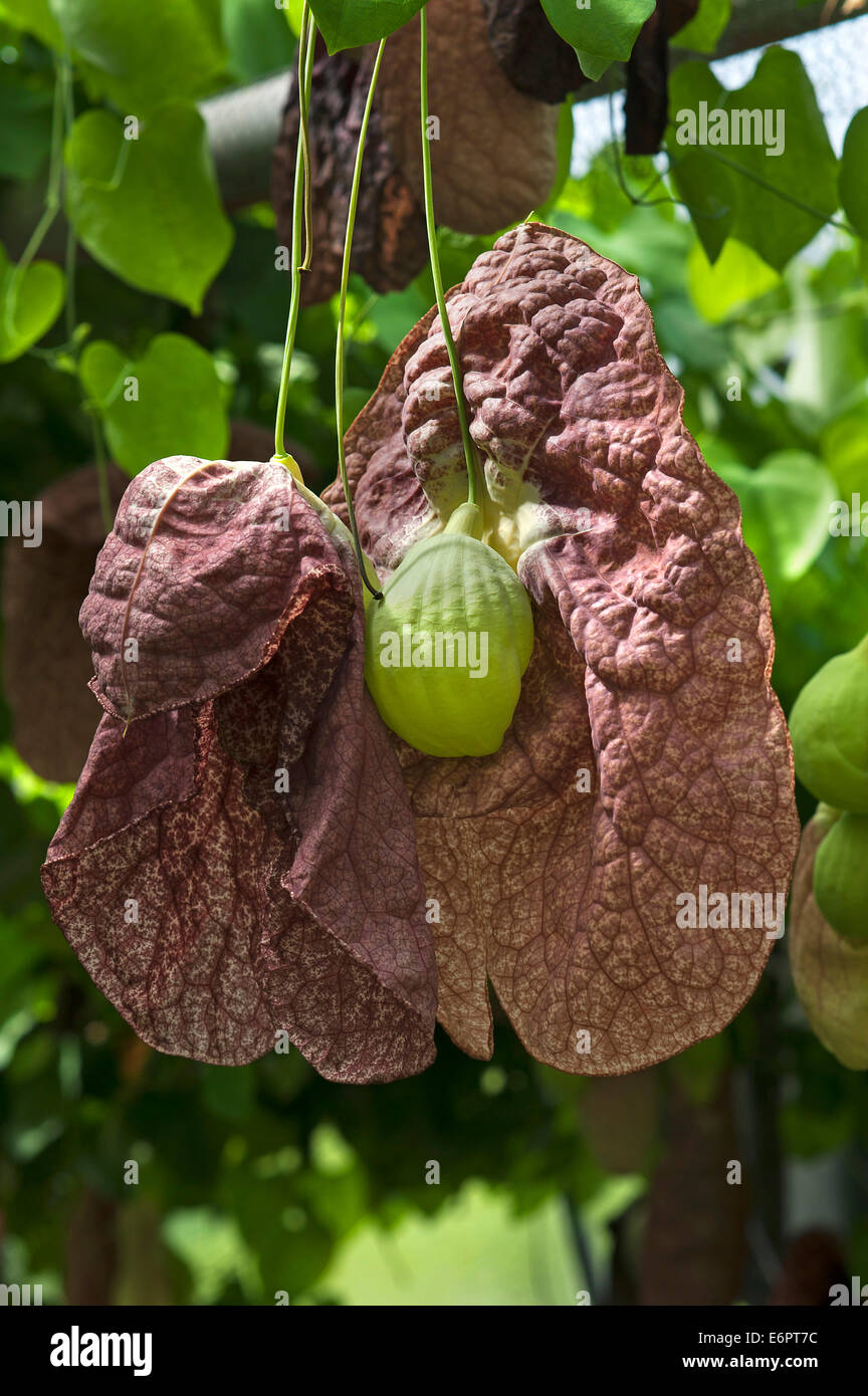 Brazilian Dutchman's Pipe (Aristolochia gigantea), Botanical Garden ...