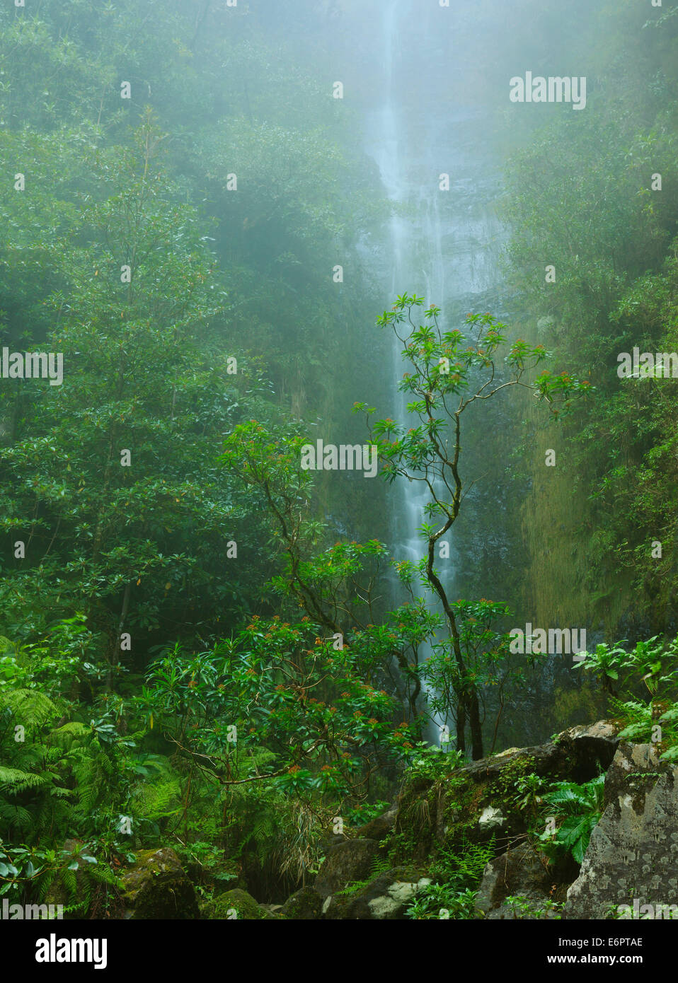 Waterfall in a Levada, an artificial watercourse, Ponta do Sol, Madeira ...