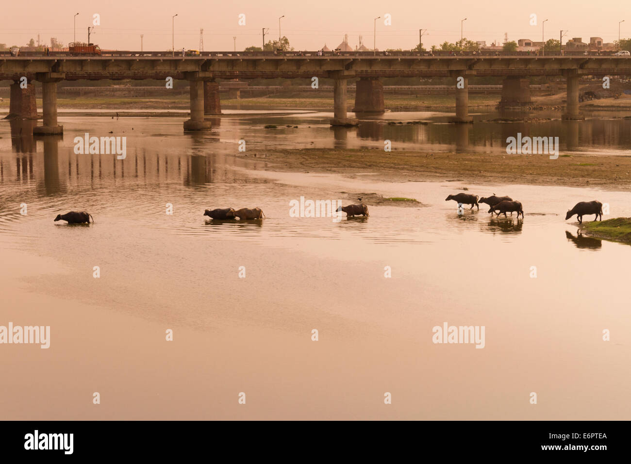 Herd of cows crossing the Yamuna River at sunset near Ambedkar Bridge ...
