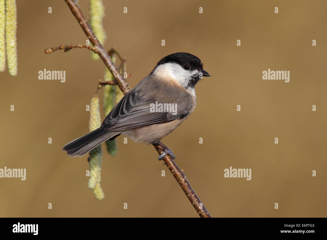 Willow Tit (Parus montanus) perched on a flowering Hazel branch ...