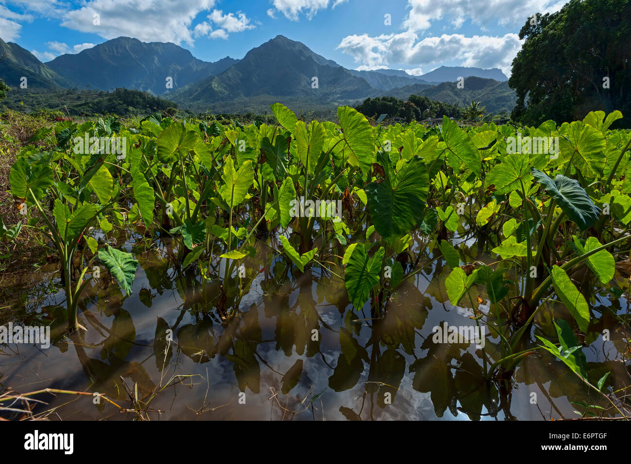 Taro plant hawaii hi-res stock photography and images - Alamy