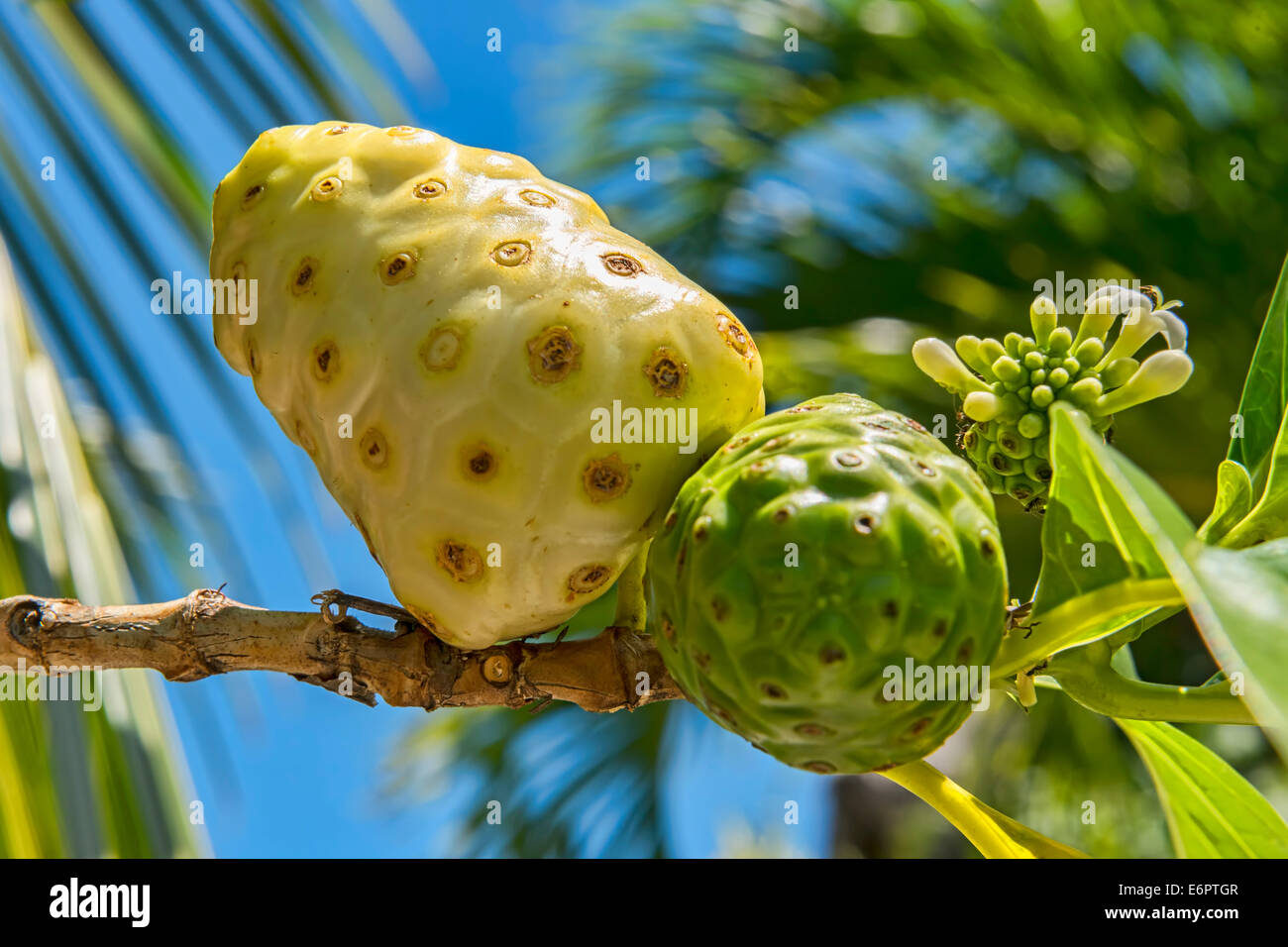 Noni plant french polynesia hi-res stock photography and images - Alamy