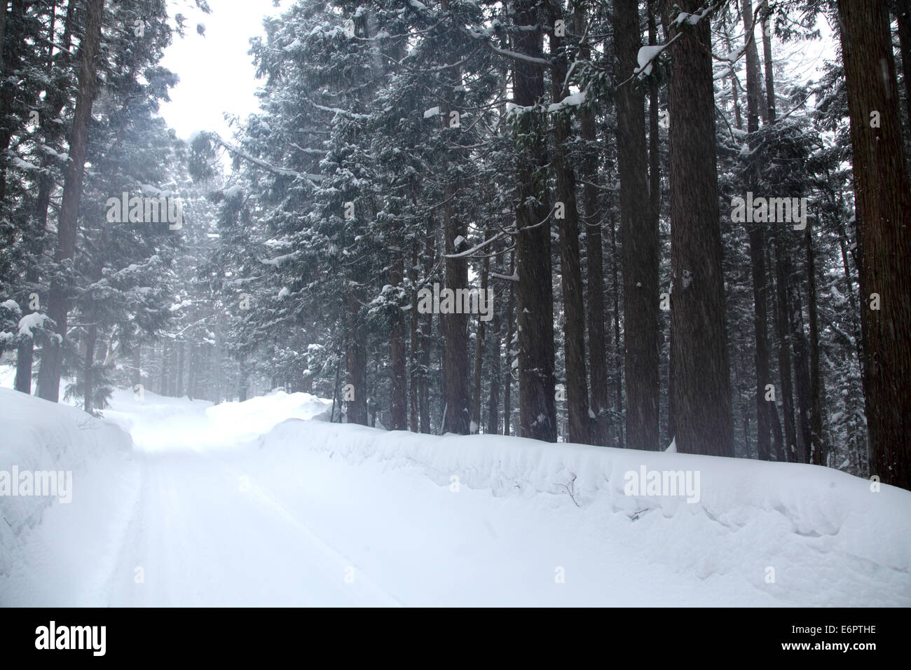 Deep snow covered cedar tree hi-res stock photography and images - Alamy