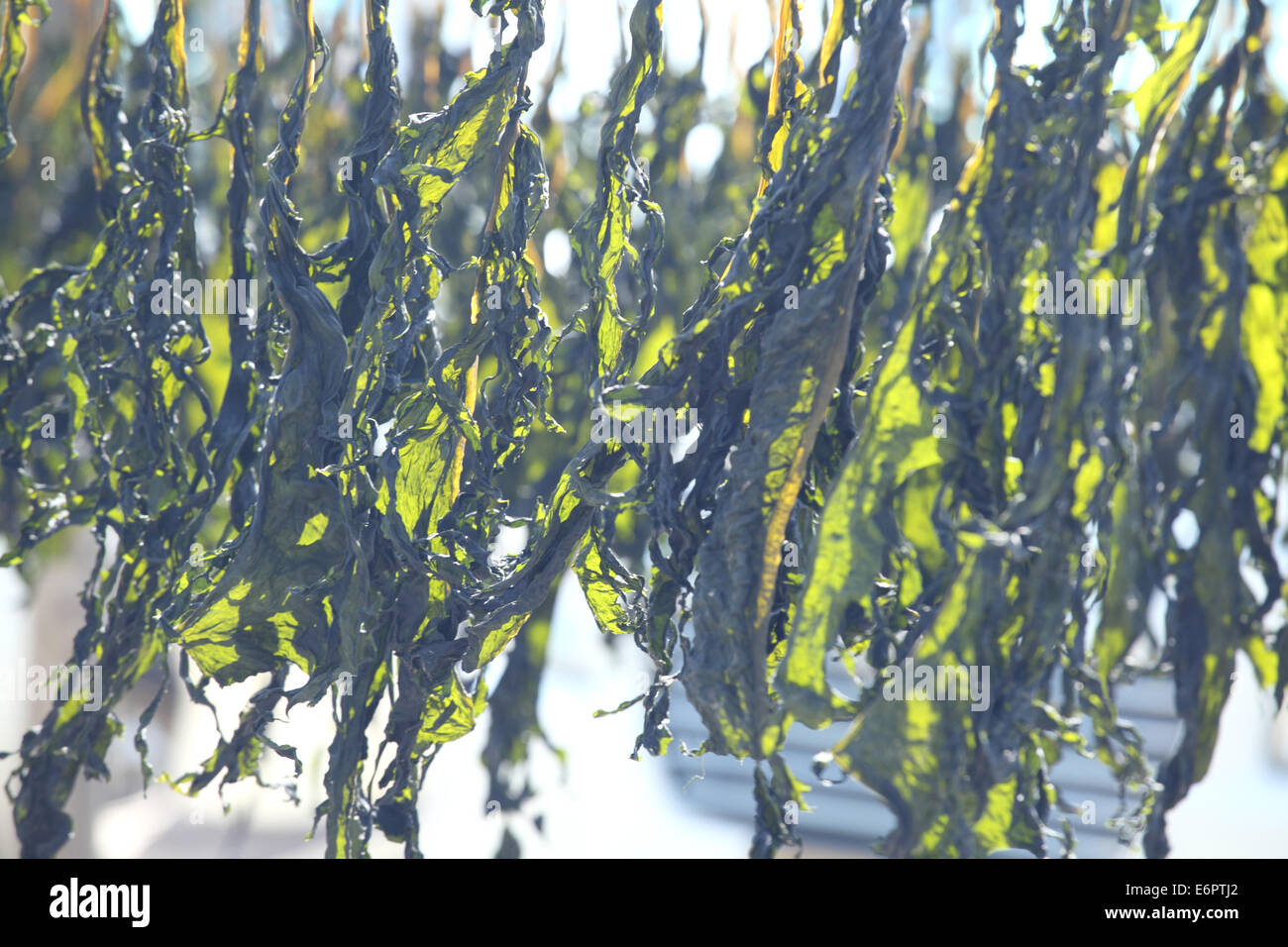 Hanging seaweed hi-res stock photography and images - Alamy