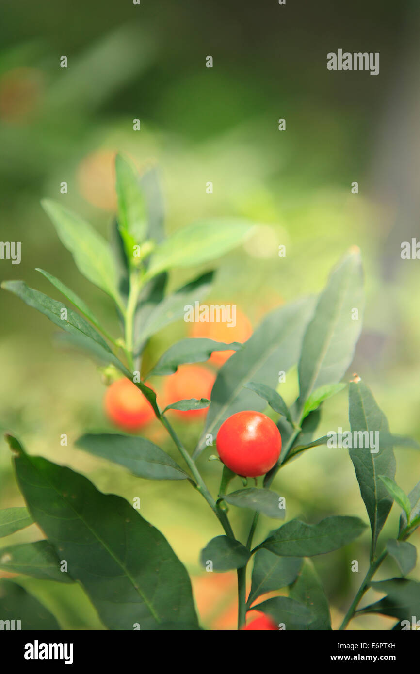 Solanum pseudocapsicum Jerusalem Cherry red orange nightshade berries ...