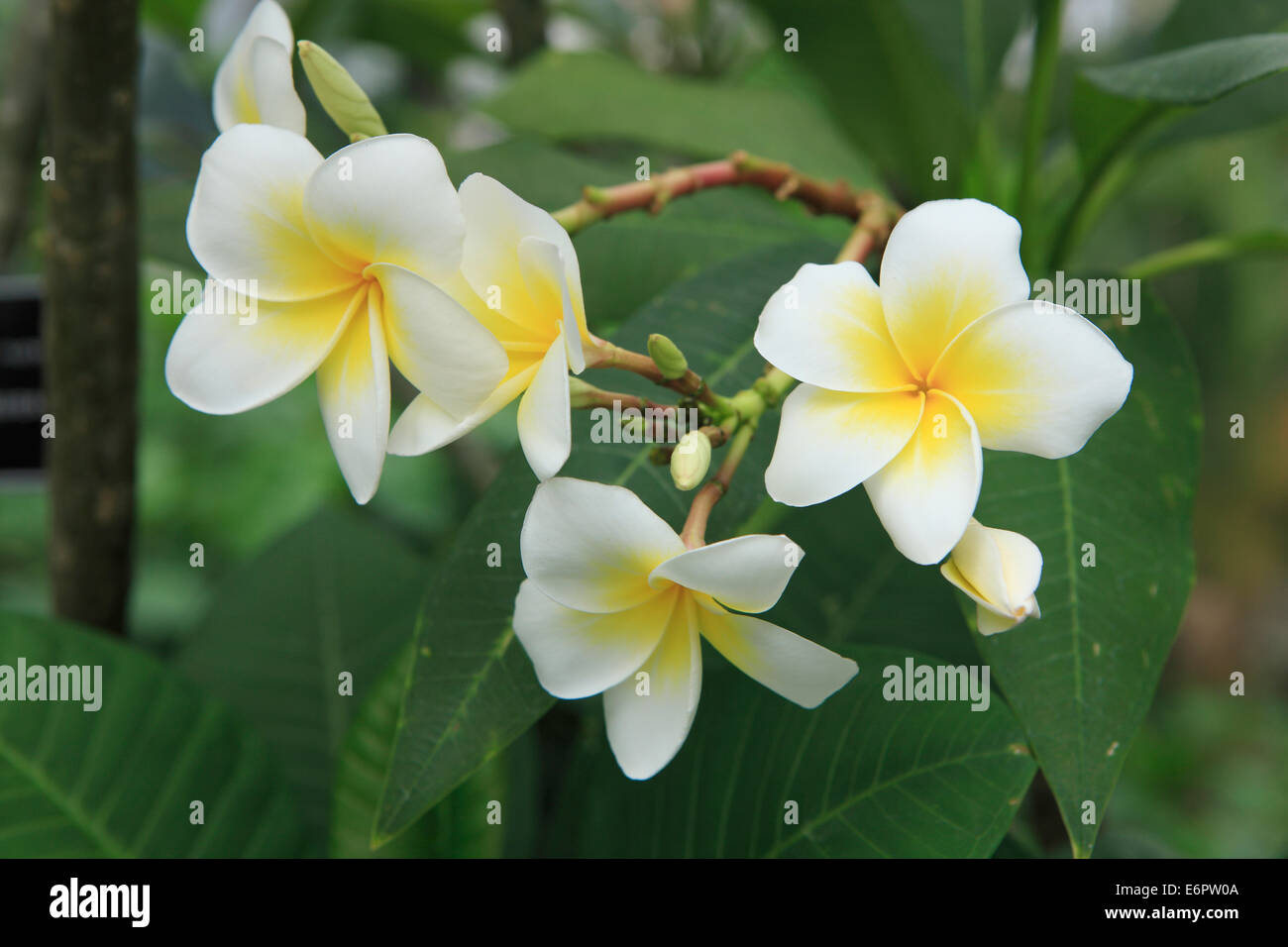 Japan frangipani hi-res stock photography and images - Alamy