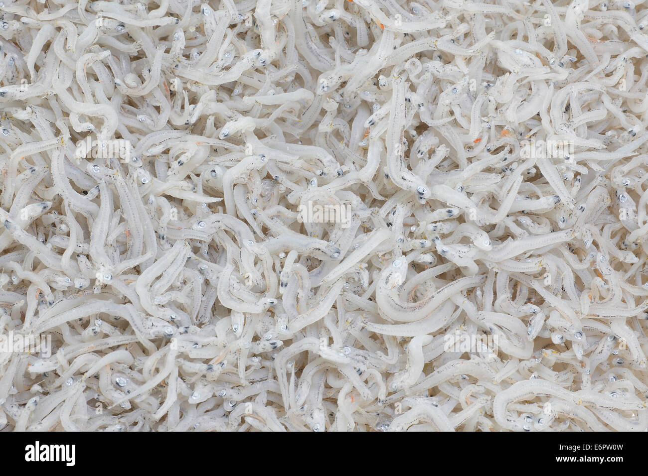 Dried Whitebait High Resolution Stock Photography and Images - Alamy