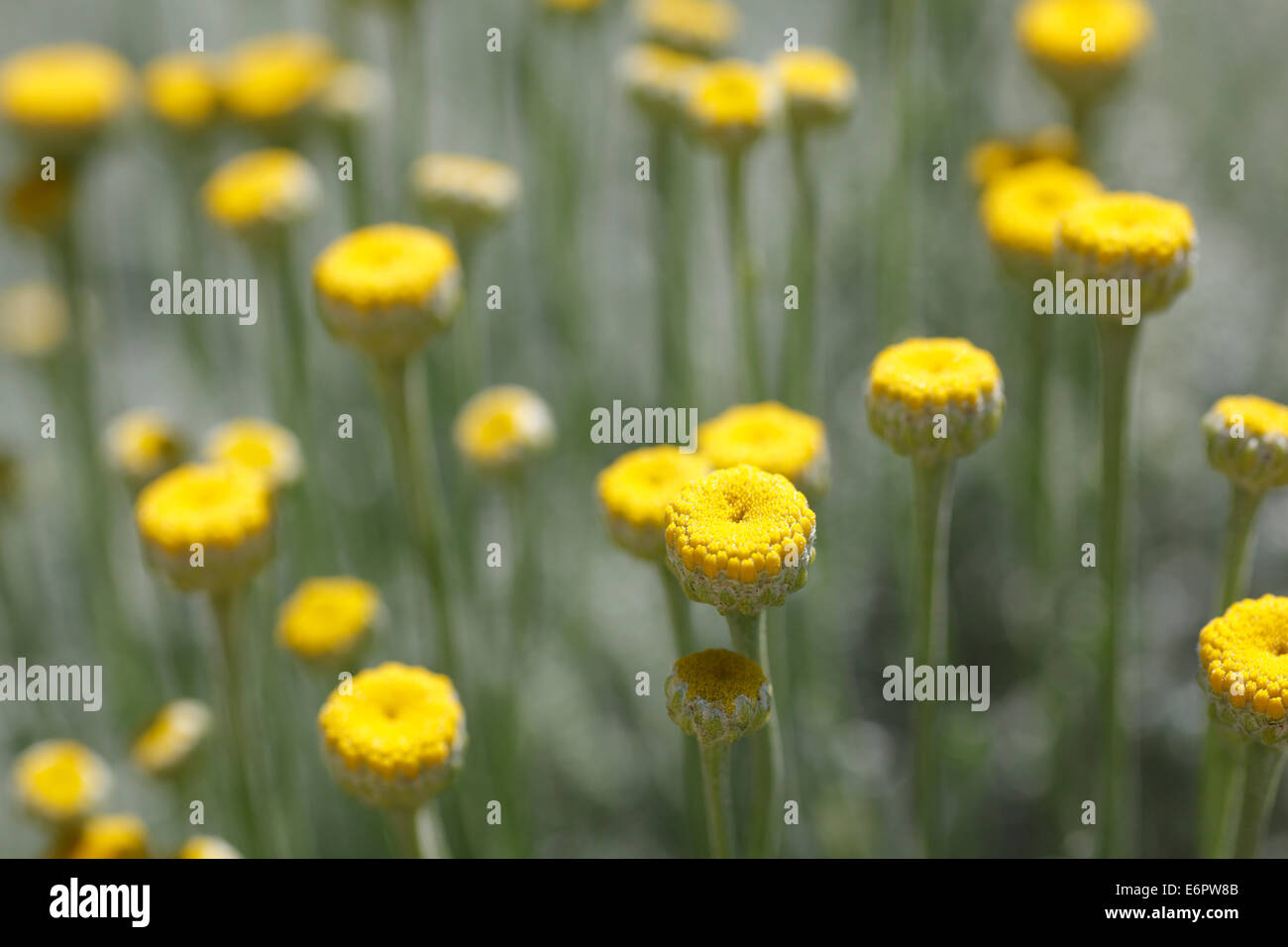 Lavender cotton flowers hi-res stock photography and images - Alamy